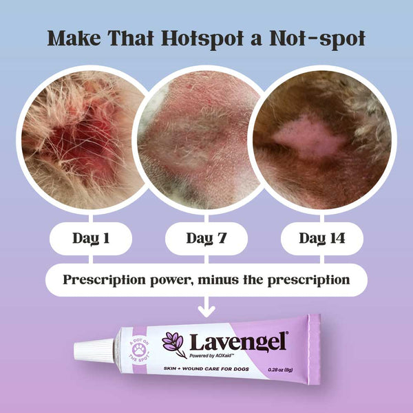 Healed: Canine Allergy Alopecia and Hot Spots – Lavengel