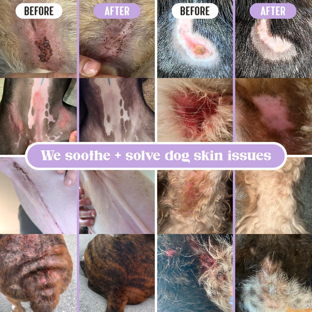 Treating Burns in Dogs + First Aid for Burned Skin and Paws – Lavengel