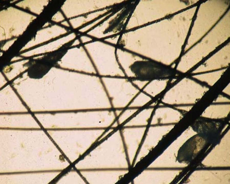 Walking Dandruff in Dogs: Symptoms, Treatment & Photos – Lavengel