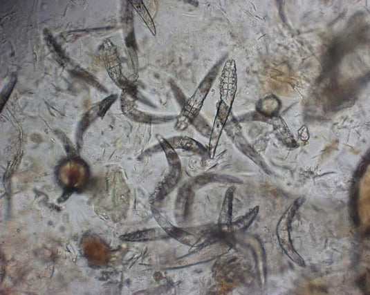 Your Dog Mite Have Mange: Photos, Symptoms + Treatments – Lavengel