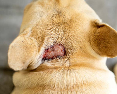 Treating Burns in Dogs + First Aid for Burned Skin and Paws – Lavengel