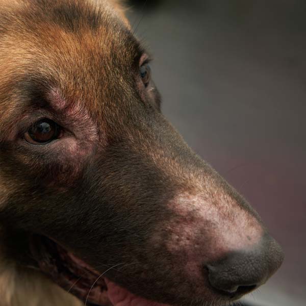 A Visual Guide to Atopic Dermatitis & Skin Allergies in Dogs – Lavengel