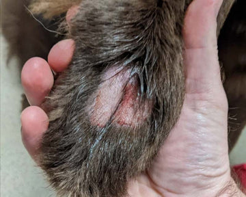 Dog Hotspots: What They Look Like + What to Do – Lavengel