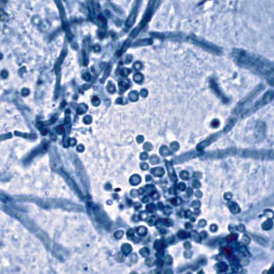 Dog Yeast Infections: Photos, Symptoms, Treatments + More – Lavengel