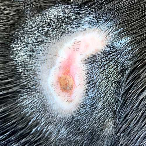Canine Pyoderma + Bacterial Skin Infections: Photos, Info + Solutions ...