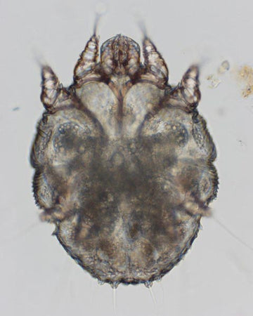 Your Dog Mite Have Mange: Photos, Symptoms + Treatments – Lavengel