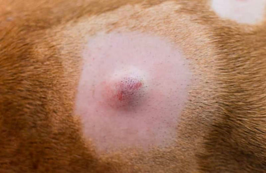 Cysts in Dogs: What They Look Like + What to Do – Lavengel