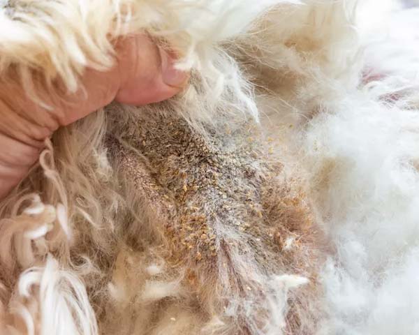 Canine Seborrhea: Symptoms, Causes & Solutions – Lavengel
