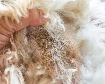 Canine Seborrhea: Symptoms, Causes & Solutions – Lavengel