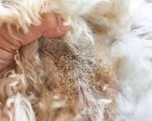 Canine Seborrhea: Symptoms, Causes & Solutions – Lavengel