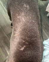 Walking Dandruff in Dogs: Symptoms, Treatment & Photos – Lavengel