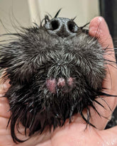 Warts on Dogs: Papilloma Pics, Pointers + Precautions – Lavengel